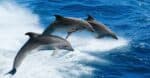 Dolphin Lifespan: How Long Do Dolphins Live? - A-Z Animals