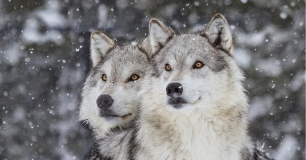 Top 8 Mysterious Gray Animals - A-Z Animals
