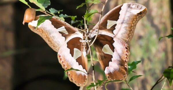 Silk - A-Z Animals