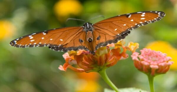 10 Most Poisonous Butterflies: Nature's Colorful Defenders - A-Z Animals