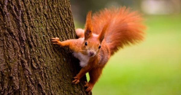 Red animals