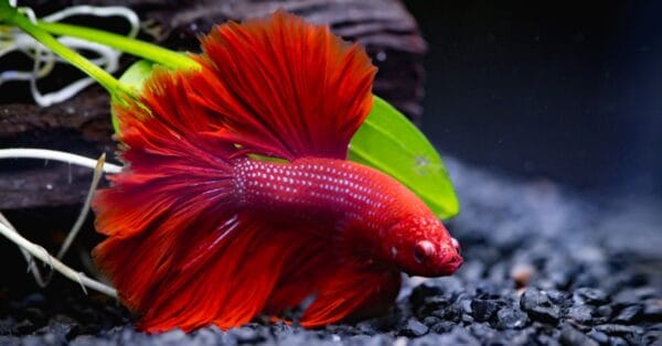 Discover the 20 Rarest and Most Unique Betta Fish Colors - A-Z Animals