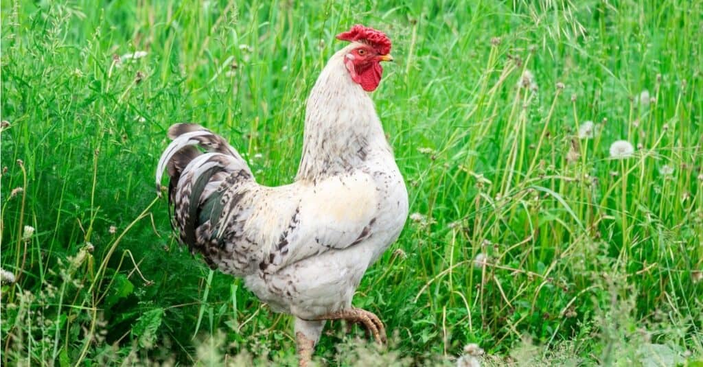 Rooster Animal Facts - Gallus gallus domesticus - A-Z Animals
