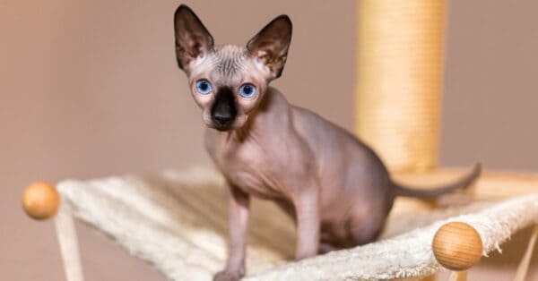 Top 10 Scariest Cats - A-Z Animals