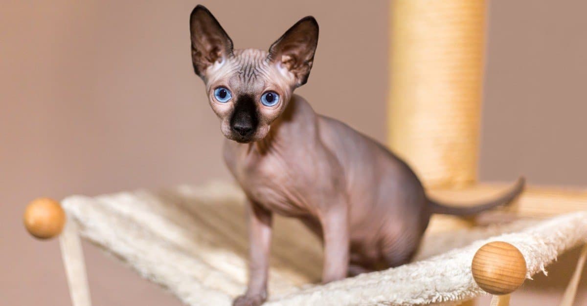 Top 10 Scariest Cats - A-Z Animals