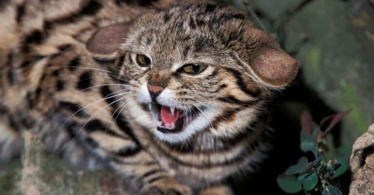 These Deadly Cats Have the Highest Kill Rates - A-Z Animals Slideshows