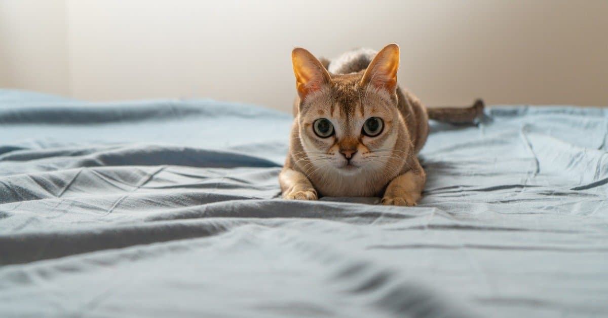 Here’s Why Your Cat Is Staring at You - A-Z Animals