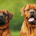 These Dog Breeds With the Strongest Bite Force Are More Powerful Than ...
