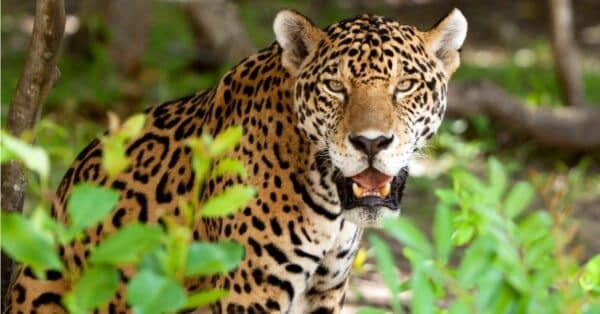 Jaguar Animal Pictures | A-Z Animals