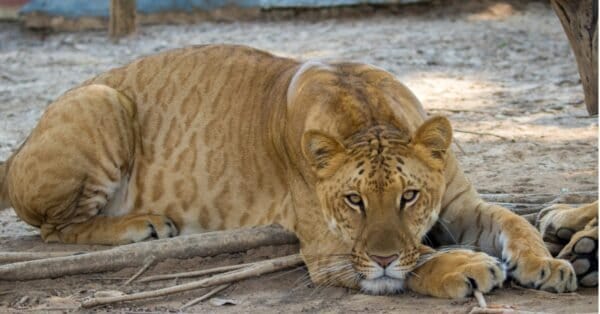 Liger Animal Facts - Panthera leo × Panthera tigris - A-Z Animals