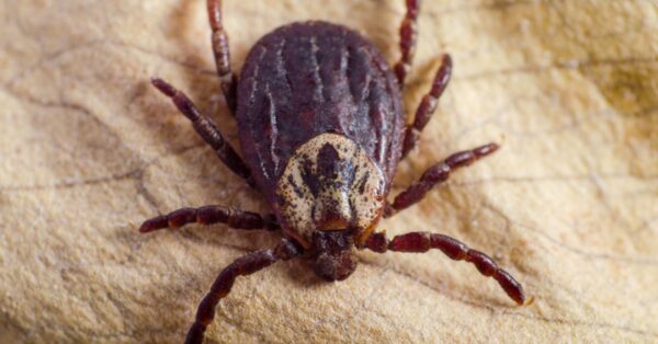 Tick Lifespan: How Long Do Ticks Live? - A-Z Animals