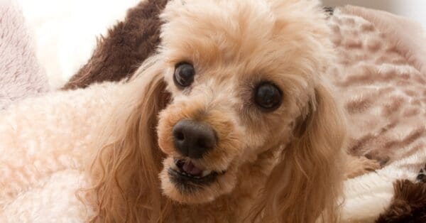 10 Notable Facts About Toy Poodles - A-Z Animals