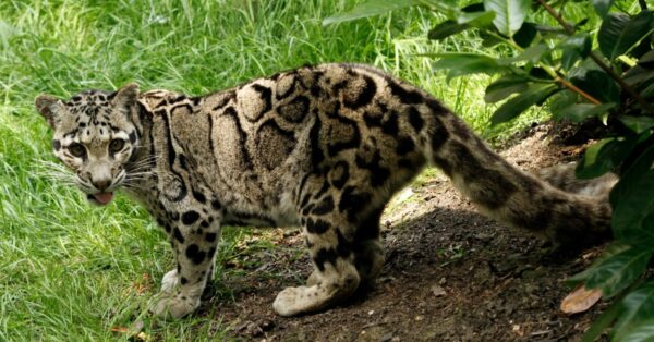 Exploring the Majestic World of Big Cats: From Lions to Clouded Leopards