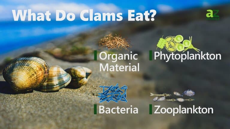 What Do Clams Eat? The 5 Foods They Consume - A-Z Animals