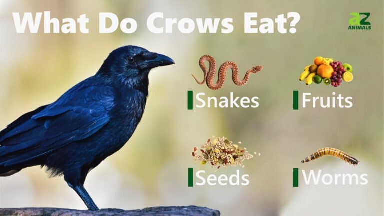 What Do Crows Eat? 15-Plus Foods They Love! - A-Z Animals
