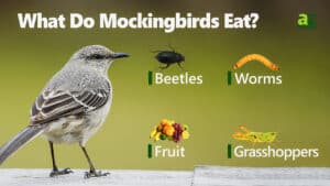 What Do Mockingbirds Eat? The Top Foods in their Diet - A-Z Animals