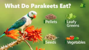 What Do Parakeets Eat? 5+ Foods In Their Diet - A-Z Animals