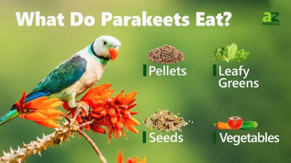 What Do Parakeets Eat? 5+ Foods In Their Diet - A-Z Animals