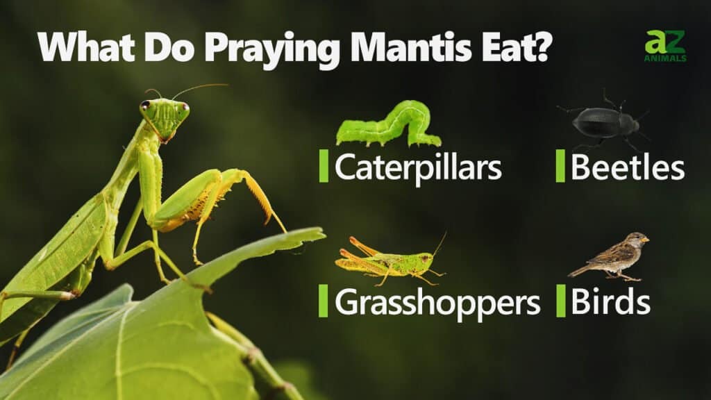 What Do Praying Mantis Eat AZ Animals