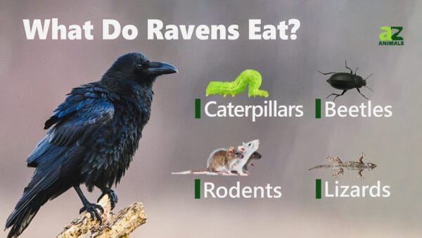From Roadkill to Cat Food: What Ravens Really Eat - A-Z Animals