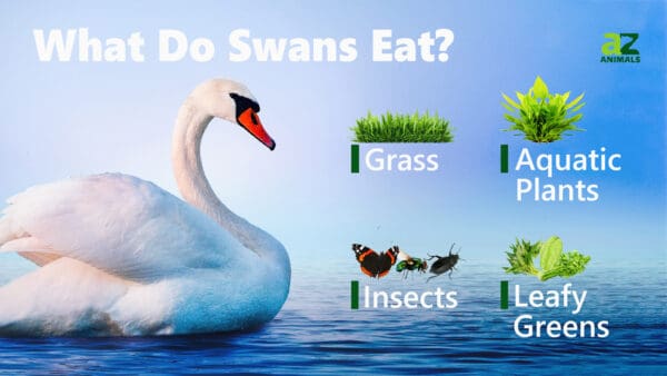 What Do Swans Eat? 18 Foods They’ll Consume - A-Z Animals