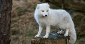Foxes in Nebraska: Types and Where They Live - A-Z Animals