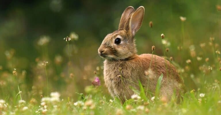 Wild vs domestic rabbits: Differences explained - A-Z Animals