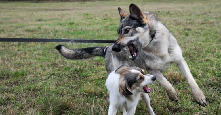 13 Ways To Stop Dogs From Fighting In The Same Household - A-Z Animals