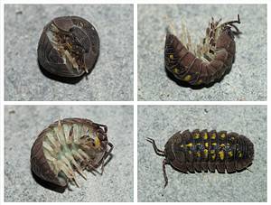 What Do Rolly Pollies Eat? - A-Z Animals