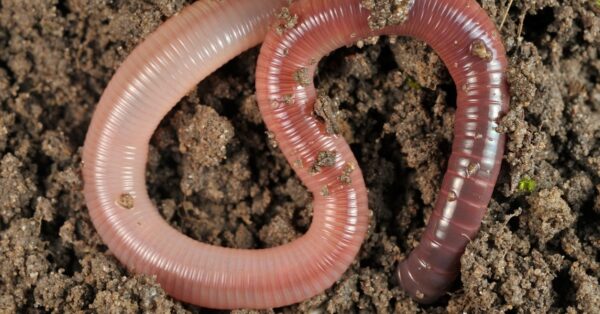 Earthworm Animal Facts - Lumbricina - A-Z Animals