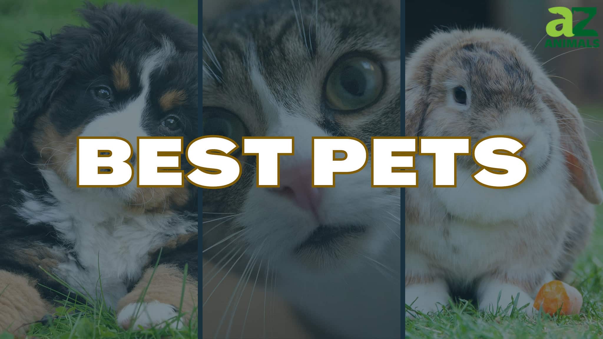 Ranking Our 10 Best Animals to Keep as Pets in 2024 - A-Z Animals