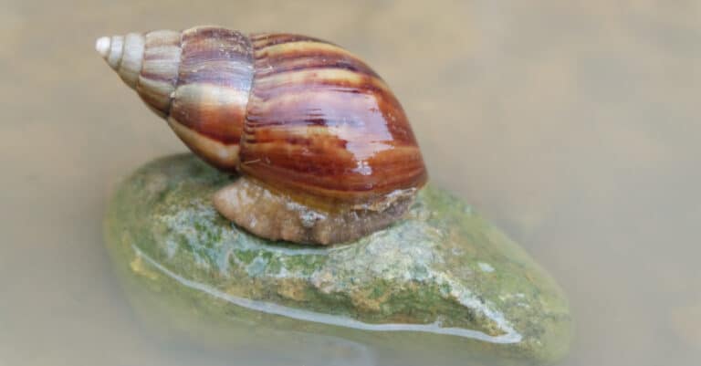 Are Snails Nocturnal Or Diurnal? Their Sleep Behavior Explained - A-Z ...