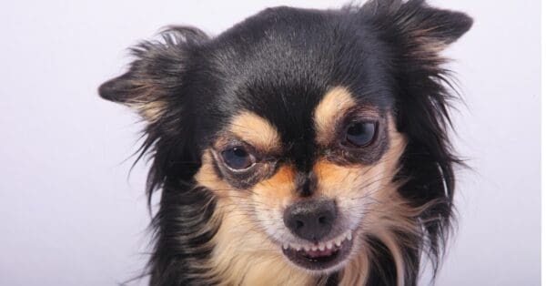 Top 10 Meanest Dogs - A-Z Animals