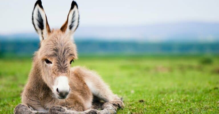Adorable Baby Donkey Stumbles Through First Steps in a Meadow - A-Z Animals