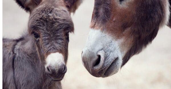 Baby Donkey: 6 Facts & 6 Pictures - A-Z Animals