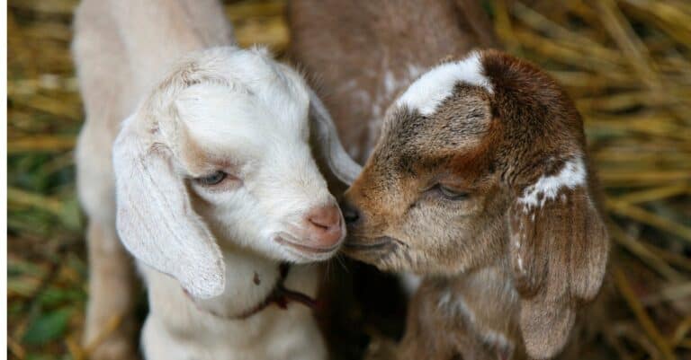 What’s a Baby Goat Called + 4 More Amazing Facts! - A-Z Animals