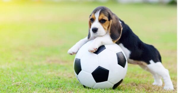 The 10 Cheapest Dogs to Buy and Care for in 2024 - A-Z Animals