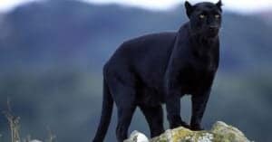 Panther Animal Facts - Panthera pardus, Panthera onca - A-Z Animals