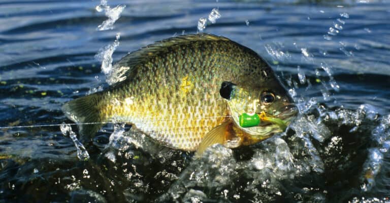 Discover the Largest Bluegill Ever Caught in Florida - A-Z Animals