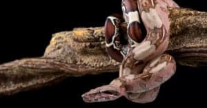 8 Strongest Snakes in the World - A-Z Animals