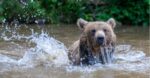 What Do Bears Eat? - A-Z Animals