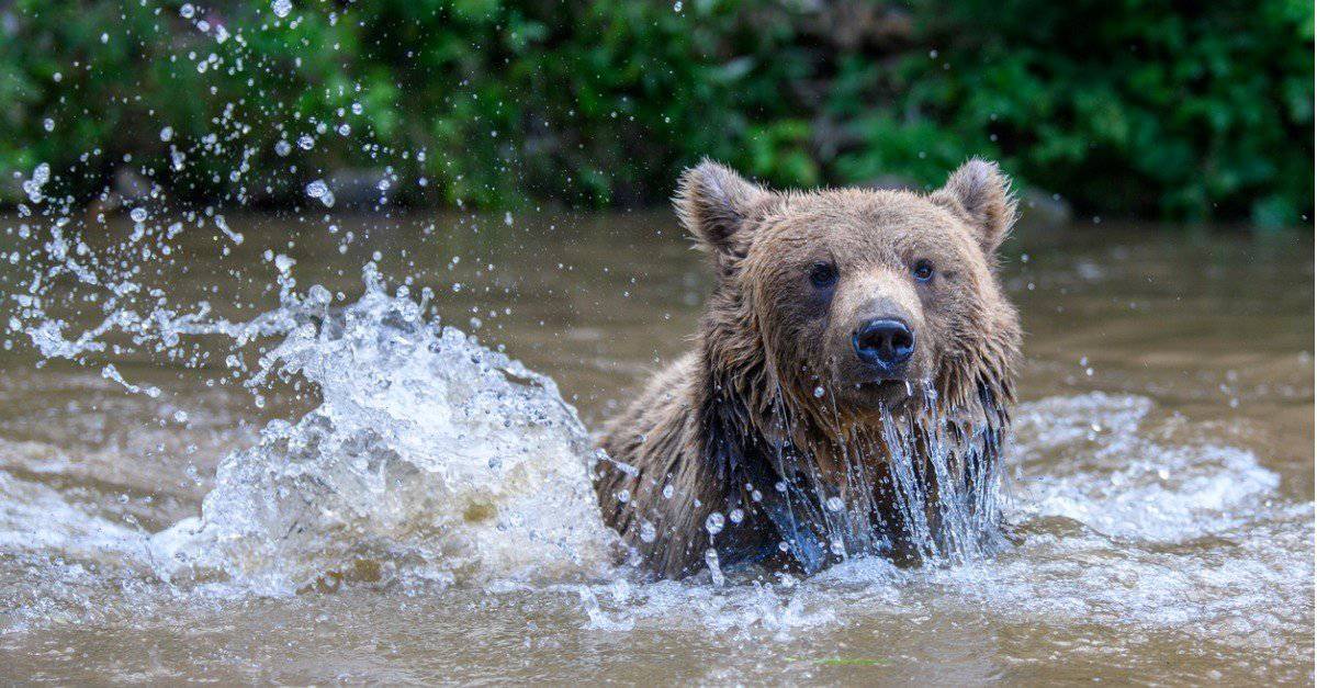 Discover the Most Grizzly Bear Infested Island on Earth - A-Z Animals