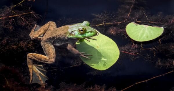 What Do Bullfrogs Eat? 20+ of Their Favorite Foods! - A-Z Animals