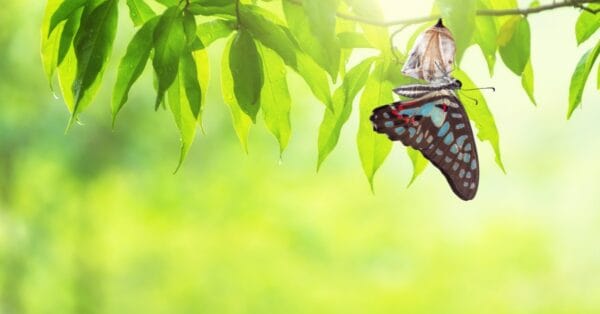 5 Animals That Go Through Metamorphosis & How They Do It - A-Z Animals