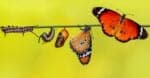 How Does a Caterpillar Turn Into a Butterfly? - A-Z Animals