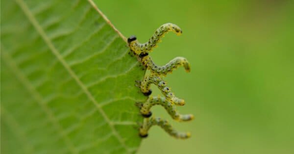 Inchworm Insect Facts - A-Z Animals