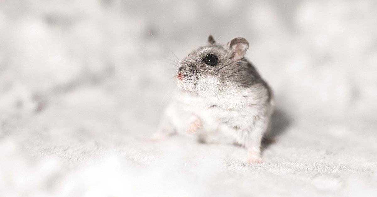 Rat vs. Hamster: What Are the Differences? - A-Z Animals