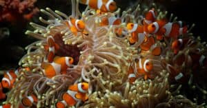 10 Gorgeous Orange Colored Fish (With Pictures!) - A-Z Animals