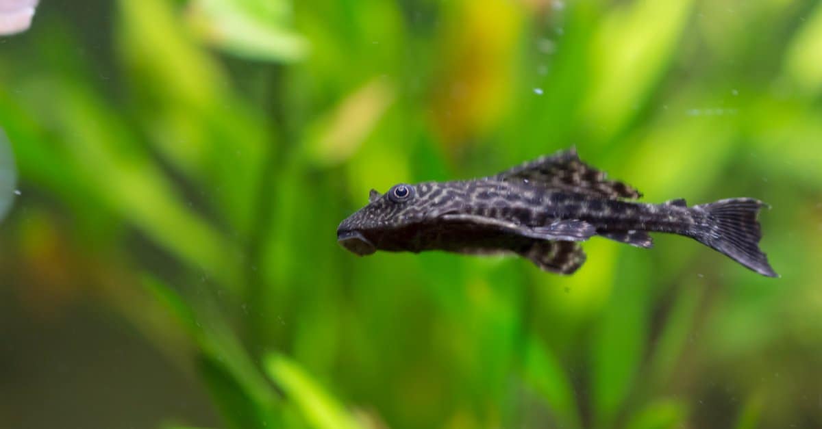 8 Smallest Pleco Fish - A-Z Animals