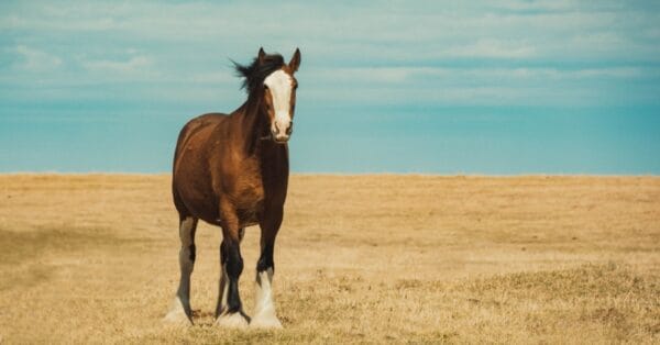 The Strongest Horses in the World - A-Z Animals